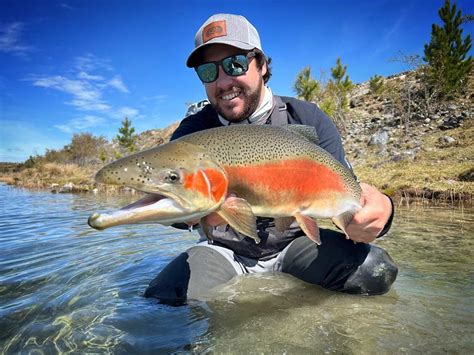 Rainbow Trout Oncorhynchus Mykiss Identification Guide New Zealand