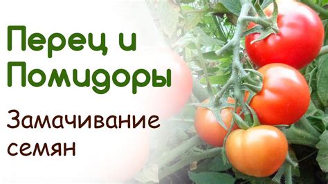 Замачивание семян томатов и перца | Проращивание семян, Семена, Помидоры