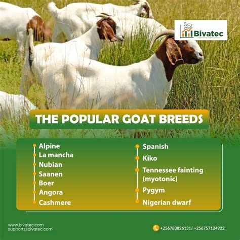 South Indian Goat Breeds All For One