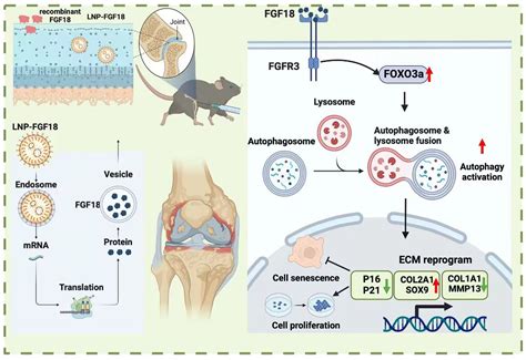 附属第九人民医院骨科团队在骨关节炎治疗领域取得新进展 上海交通大学医学院精神文明网