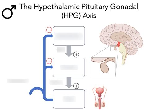 Hpg Axis Diagram Quizlet
