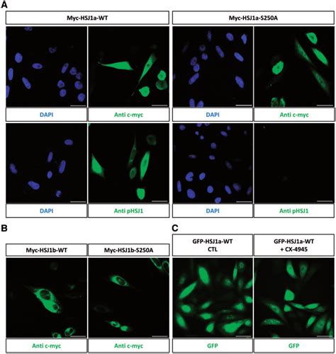 Subcellular Localization Of Hsj1 And Phospho Hsj1 A Sk N Sh Cells Download Scientific