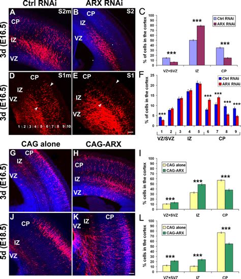 Disruption Of Radial Migration In The Neocortex After Arx Silencing Or