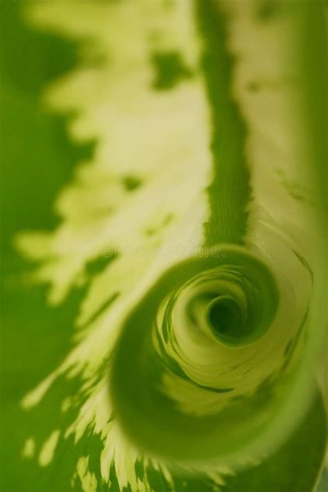 Fibonacci Essence In Nature The Growth Spiral Of The Dumbcane Leaf Dieffenbachia Seguine Stock Fibonacci Essence In Nature The Growth Spiral Of The Dumbcane Leaf Dieffenbachia Seguine Stock