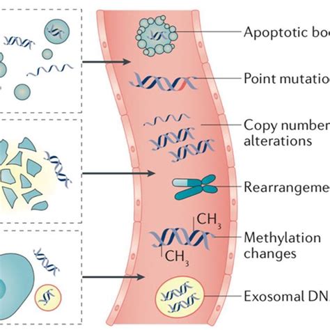 Single Nucleotide Polymorphisms Snps Are Genetic Mutations That Alter Download Scientific