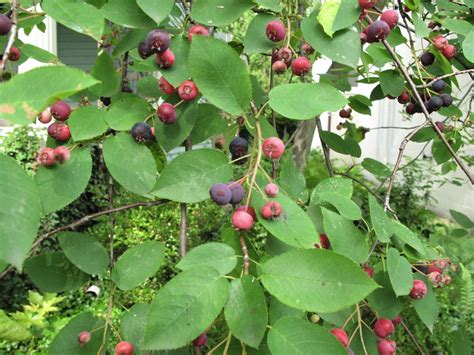 Leaves And Berries Of The Serviceberry Plants Edible Landscaping