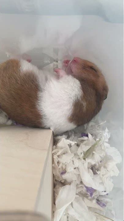 햄스터 자는 모습😴 Youtube