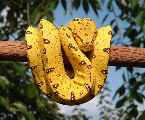 Purple Green Tree Python