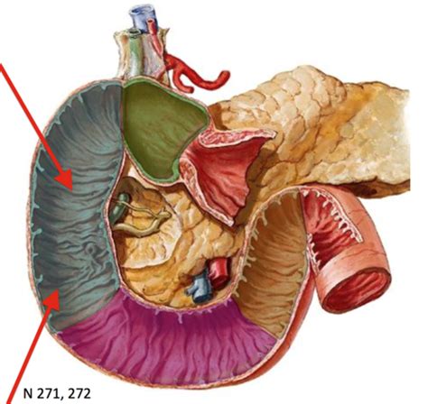 Duodenum Anatomy Flashcards Quizlet