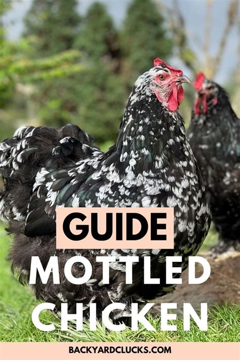Everything You Need To Know About Mottled Chicken Guide
