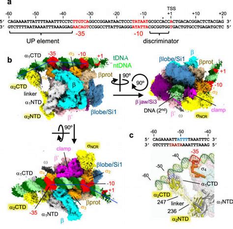 Structural Basis Of Ribosomal Rna Transcription