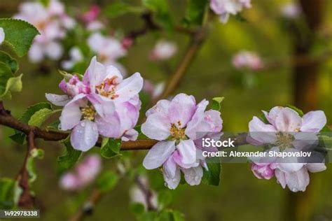 봄에 빗방울이 있는 꽃이 만발한 사과나무 가지의 매크로 보기 0명에 대한 스톡 사진 및 기타 이미지 0명 계절 꽃 나무 Istock
