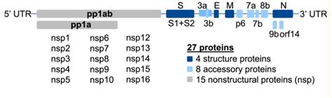 Predicted Orfs Open Reading Frames In Sars Cov 2 Genomei Grace Bio Labs