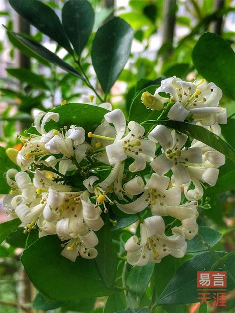 九里香花開清香自然來 每日頭條