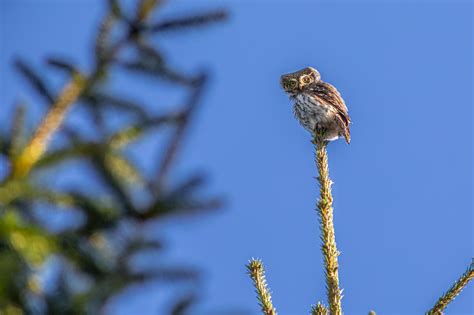 Eurasian Pygmy Owl Glaucidium Free Photo On Pixabay Pixabay