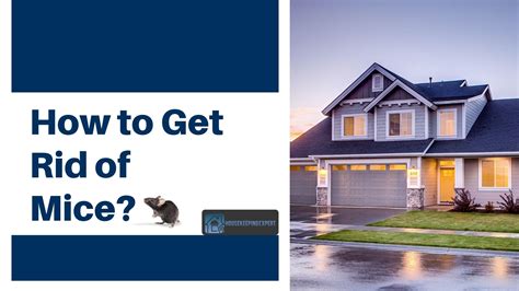 How To Get Rid Of Mice 8 Tried Tested Methods How To Get Rid Of Mice 8 Tried Tested Methods