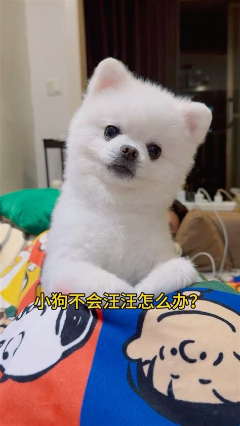 快樂莫瑞茲 會不會我養到的是一隻狼？ （嚎叫之前還先吸一口氣🤣🤣 狗狗狗寵物毛小孩可愛搞笑博美 Instagram