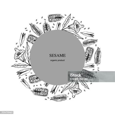 참깨 프레임 배경 와 손으로 그린 새겨진 참깨 식물 씨앗 텍스트에 대 한 라운드 엠블럼 고립된 벡터 일러스트레이션 유기농 오일 식품 성분 수확 라벨 카드 템플릿 카드 디자인