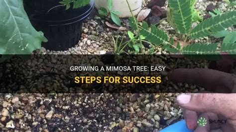 Growing A Mimosa Tree Easy Steps For Success ShunCy