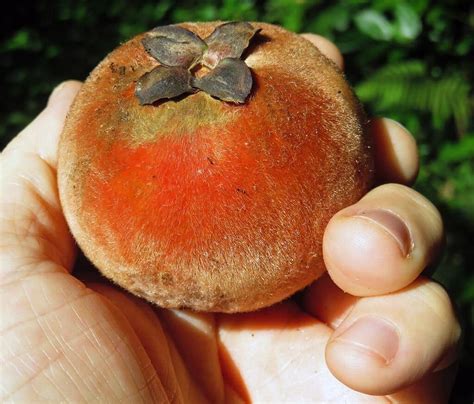 Mabolo Velvet Apple Velvet Persimmon General Fruit Growing Growing