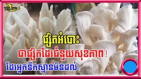 សារៈសំខាន់នៃផ្សិតកប្បាស ដែលគ្រប់គ្នាមិនដែលដឹង Tnaot