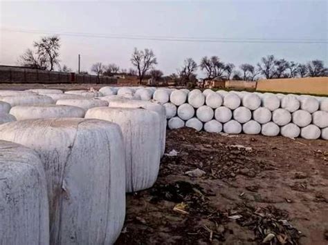 Maize Corn Silage 50 Kg 60 At ₹ 5kg In Hooghly Id 2854045940530