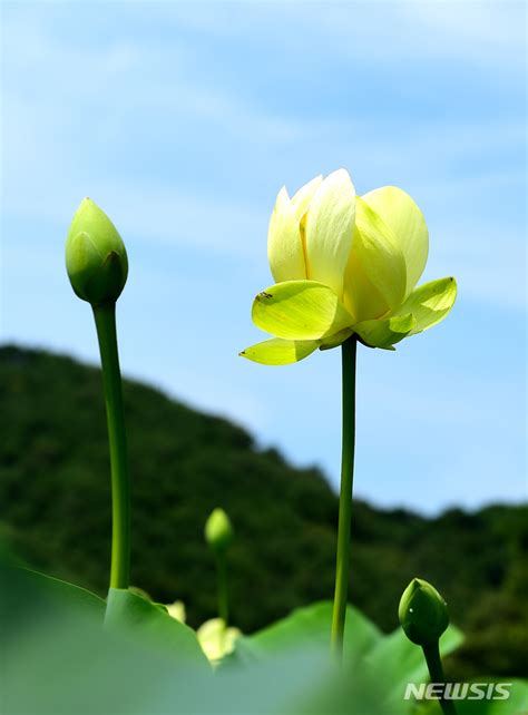 국내 최초 노지재배 노란 연꽃 화제장성서 2년 만에 성공