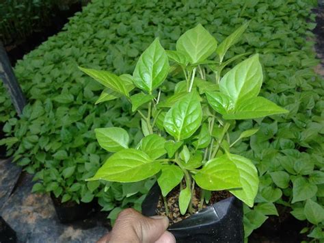 එඩේර මිරිස් මිහිසෙවන පැල තවාන Mihisewana Plant Nursery Facebook