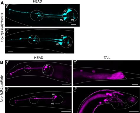 Neuropeptide Signalling Shapes Feeding And Reproductive Behaviours In Male Caenorhabditis