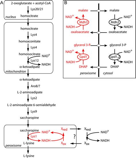 两个nad连接的氧化还原梭在酿酒酵母中维持过氧化物酶体氧化还原平衡。scientific Reports X Mol