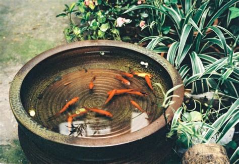 How To Build Your First Backyard Pond A Step By Step Guide For Beginners Build Your Pond Tips