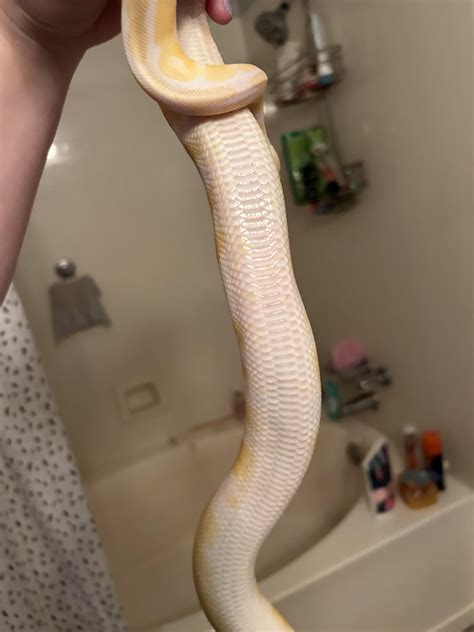 Scale Rot Rballpython