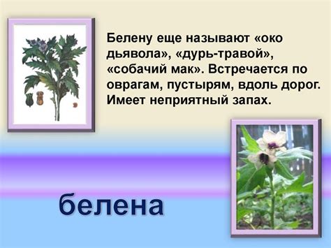 Ядовитые растения Нижегородской области презентация онлайн