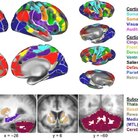 Networks And Regions We Examined Resting State Correlations In A Download Scientific Diagram