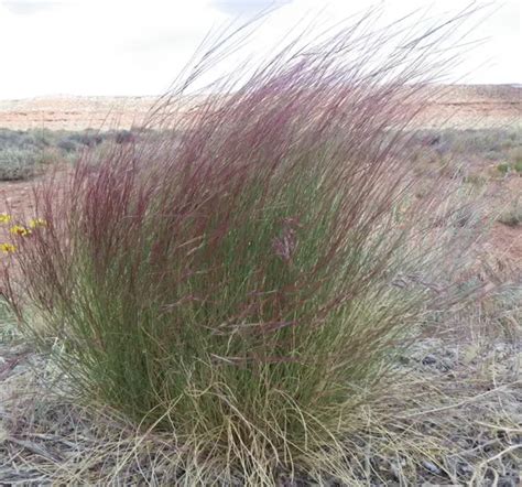 15 Types Of California Native Grasses With Pictures