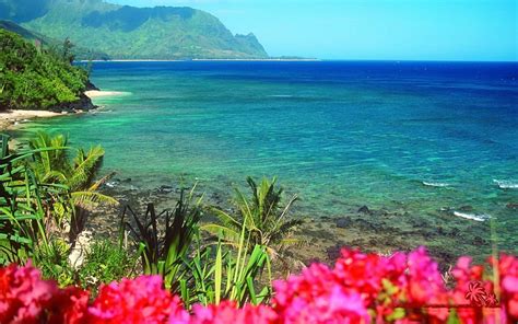 Pink Tropical Beach Wallpapers Top Free Pink Tropical Beach