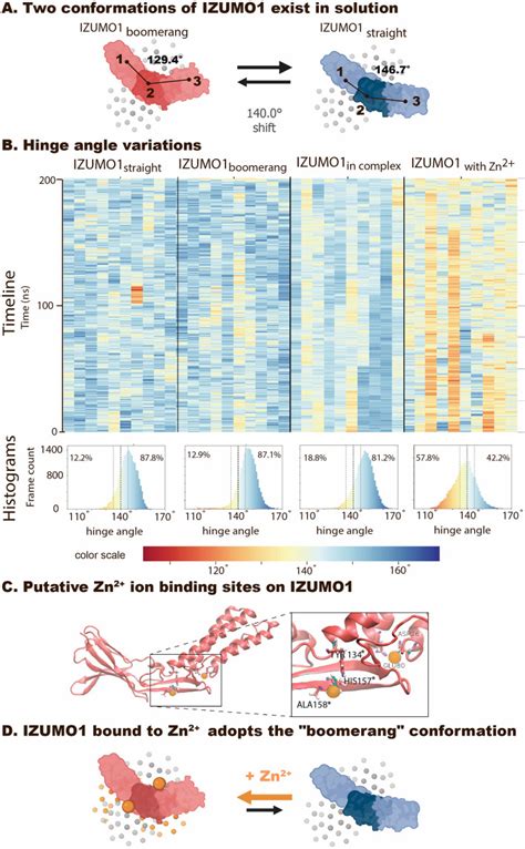 Molecular Dynamics Of Juno Izumo1 Complexation Suggests Biologically