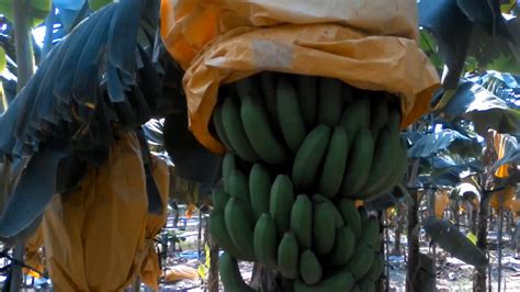 Banana Object Detection Dataset By Banana