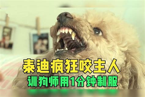 养了3年的狗狗突然疯狂咬主人，训狗师用1分钟，把狗训的服服帖帖