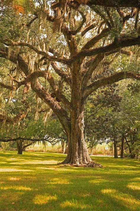 Louisiana Live Oak Tree Photograph By Ronald Olivier Fine Art America