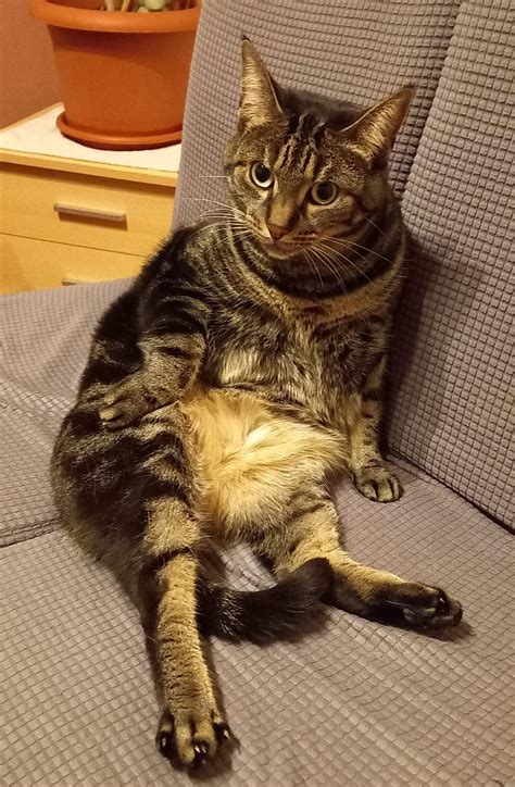 …why Catsoftwitter Cute R Butterjack