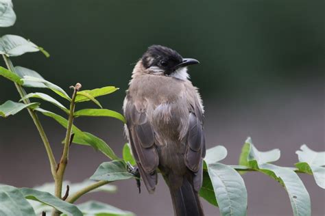 黄臀鹎五峰后河国家级自然保护区 中国自然保护区生物标本资源共享平台