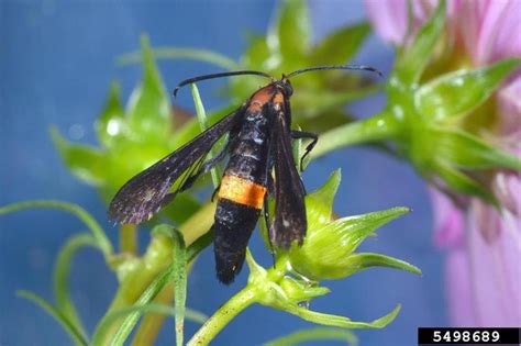 Identify And Control Peach Tree Borers