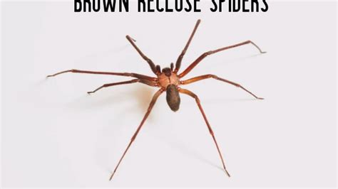 Brown Recluse First Aid Kit Brown Recluse Brown Recluse 51 Off