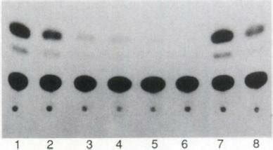 Determination Of The DNA Element Required For The Inhibition Of GST P Download Scientific