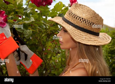 Pruning Hi Res Stock Photography And Images Alamy