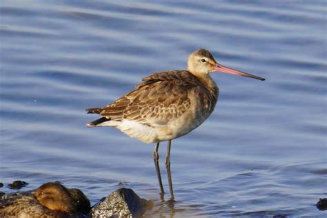 オグロシギ 2021 10 05 日本の野鳥識別図鑑