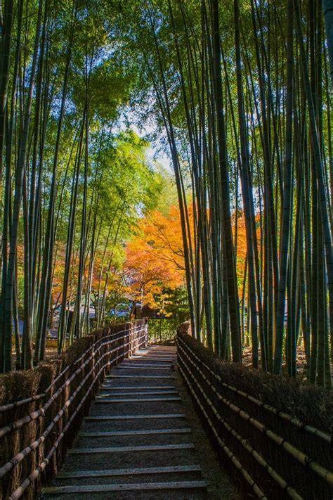 2023京都紅葉化野念仏寺 鏡花水月