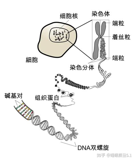基因序列，碱基序列，染色体序列之间是什么关系？ 知乎