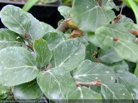Fagus Sylvatica Cockleshell Fagaceae Hêtre